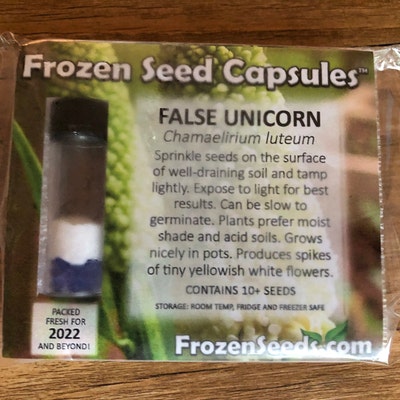 Che Tree Seeds cudrania Tricuspidata Packet of 5 Seeds - Etsy