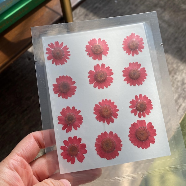 Pressed Dried 4 Leaf Clover for Floral Art Craft Resin Cast - Etsy
