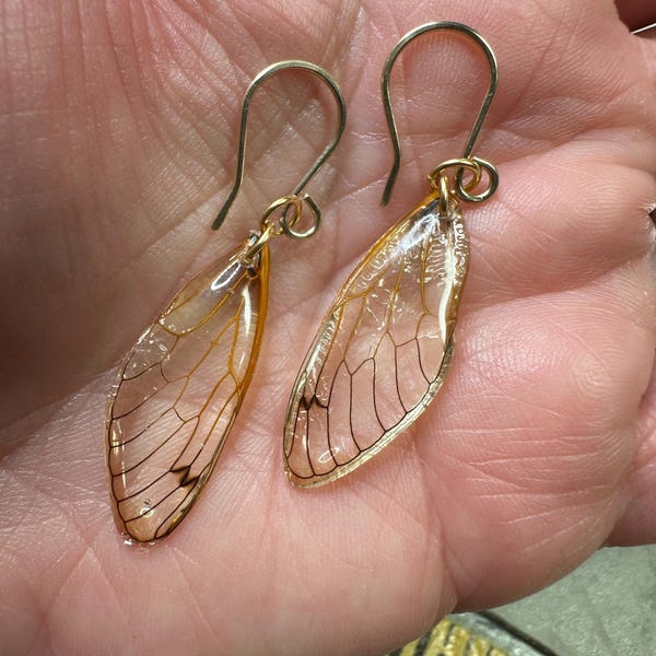 Handpicked Cicada Shells From the 2024 Brood Emergence - Etsy