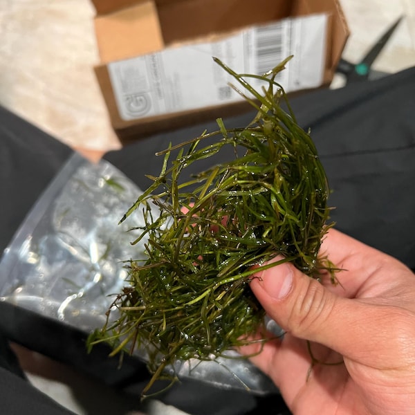 BUY2GET1FREE Java Moss, Bogor Moss Aquarium Plant | Easy Aquarium Plant ...