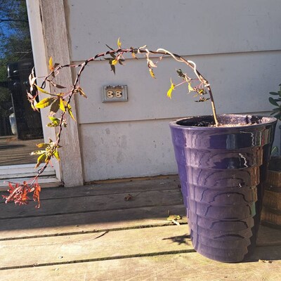 Bloodgood Japanese Maple 18/24 in an ABP Container - Etsy
