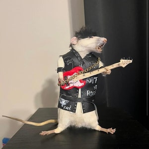 Taxidermy Opera Rat Shakespeare Taxidermy Rat Skeleton Cabinet of ...