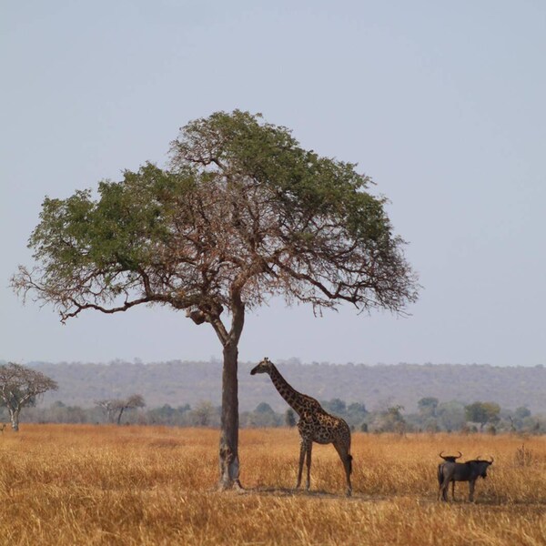 Luna Moon Hare at Winter Solstice - Limited Edition Print by Wendy ...