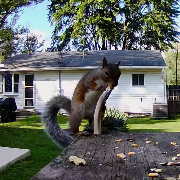 Split Moose Antler Base Dog Chew - Etsy