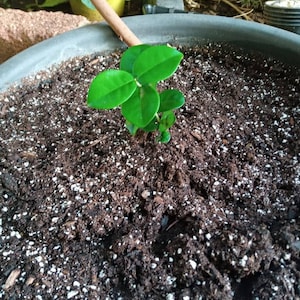 Pitangatuba Star Cherry Eugenia Selloi Neonitida Fruit Tree Seedling ...