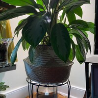 Nagareboshi Begonia Maculata, shooting Star Begonia, Rare Begonia Starter Plant, Japanese ...