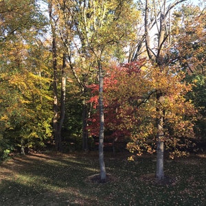 Pure Color Silk Light Gold Fabric Stretch Silk Satin Designer Fabric by ...