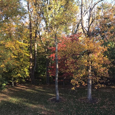 Pure Color Silk Light Gold Fabric Stretch Silk Satin Designer Fabric by ...