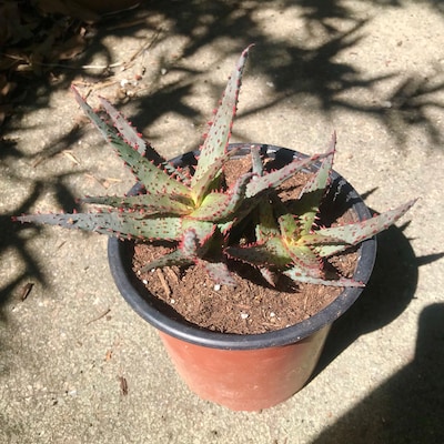 Aloe 'firecracker' 4 Bright, Easy-care Live Succulent Plant for Mini ...