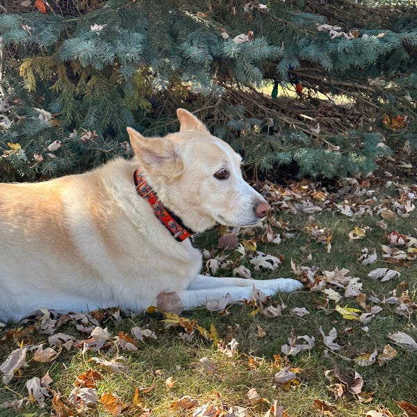The Ru-bee Two 1" Martingale Collar - Etsy