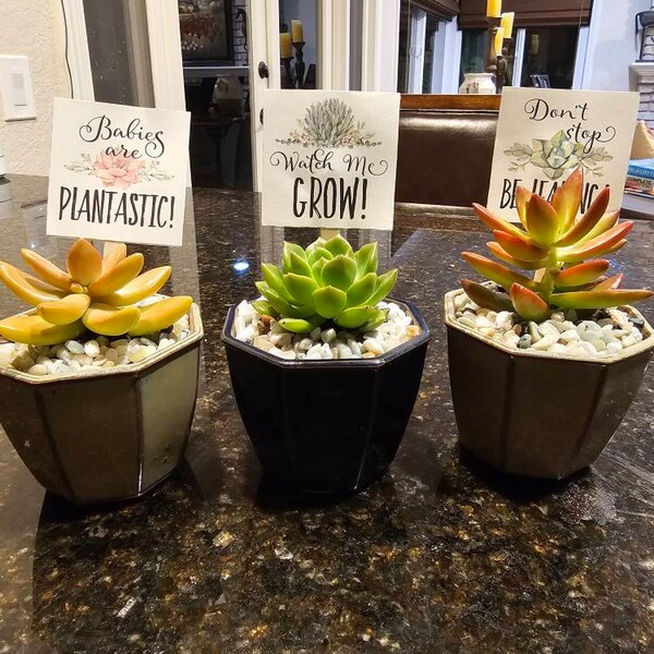 Graduation Succulent Plant Favors, Custom Tags With School Colors ...