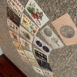 Vintage Nature Botanical & Astronomy Chart Images Aesthetic - Etsy