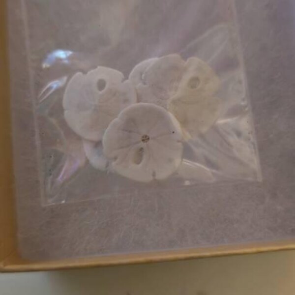 Sunray Venus Clam Shell, Callista Erycina Clam Shell ( 2.25 - 3") | 4 ...