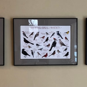 Minnesota Mammals Field Guide Art Print / Animals of Minnesota ...