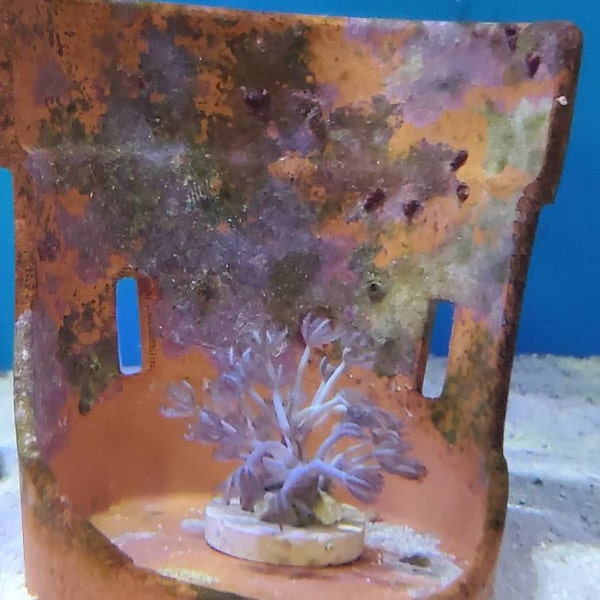 Bicolor Frogspawn Coral Frag Saltwater Aquarium Corals - Etsy