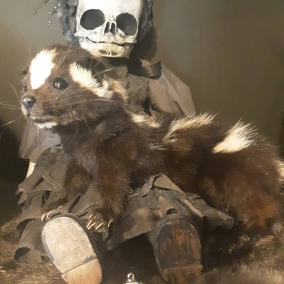 Black Cat Ouija Board SVG Files. Cricut and Cameo Silhouette Vector Svg ...