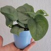3” Sooo (TM) Silver Scindapsus Plant Pot - NEW CULTIVAR - Lush ...