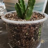 Haworthia Retusa 4 Inch Live Succulent Plant Indoor - Etsy