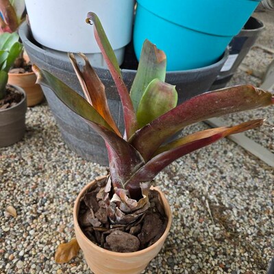 Variegated Mini Jade Bonsai Start Portulacaria Afra Grown in an 8 Pot ...
