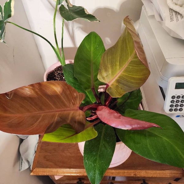 LIVE Splash Plant Pink Polka Dot Plant, Hypoestes Pink 4 Pot, Live Pink ...