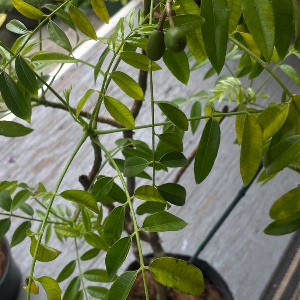 Kesar Mango Tree Plant (mangifera) Indian Queen Variety Grafted 2ft ...