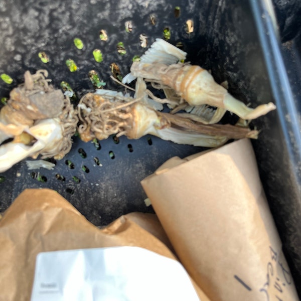 Votaniki John Peed Caladium - Perennial Caladium Bulbs for Planting ...