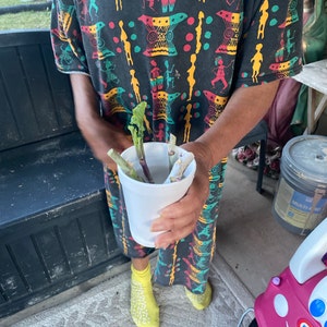 Green Tree Collard aka Tree Kale Perennial Green 30 Seeds - Etsy