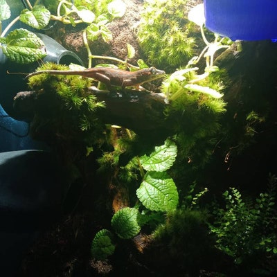 Live Frog Moss Mood Moss Pads Dicranum for Terrarium or Vivarium Quart ...