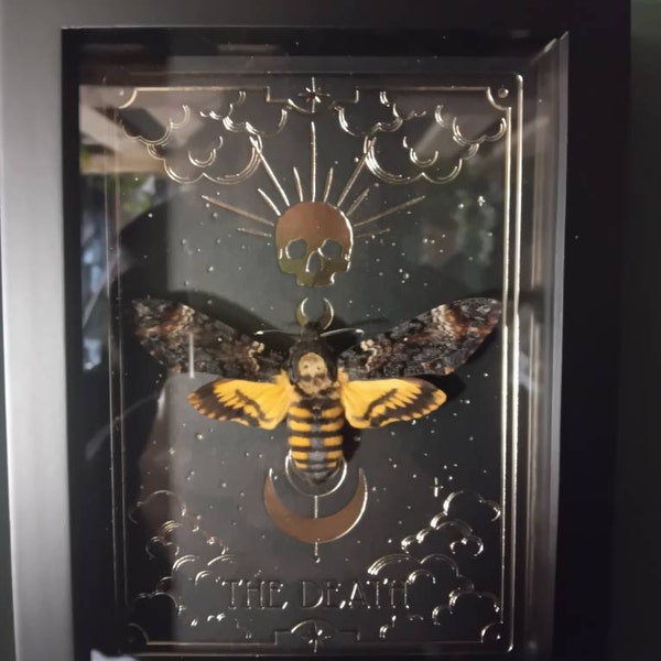 Real Framed Ghost Cicada Ayutha Spectabilis Shadow Box Frame Insect ...