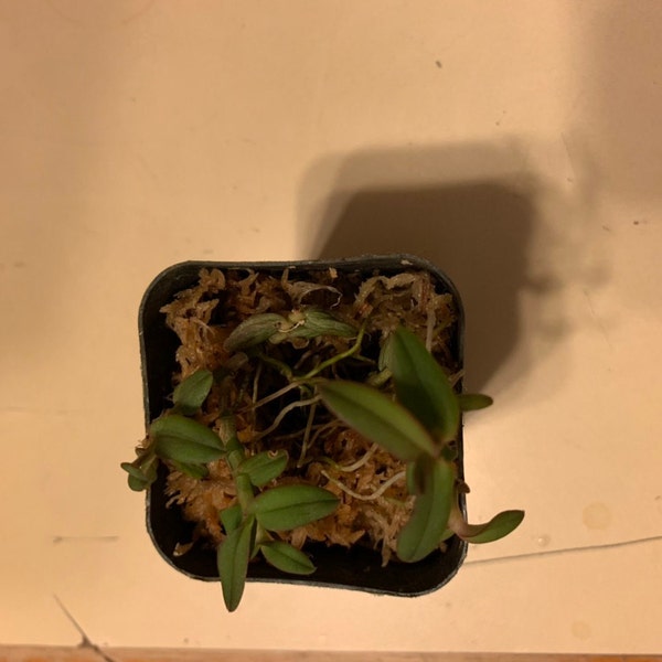 Epidendrum Porpax – True Miniature Colombia Orchid Species Perfect for ...