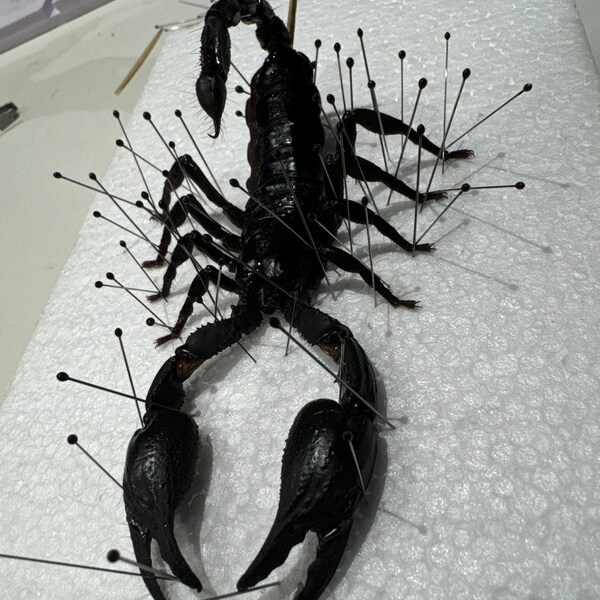 The GIANT Centipede scolopendra Subspinipes Framed & Mounted Arachnid ...