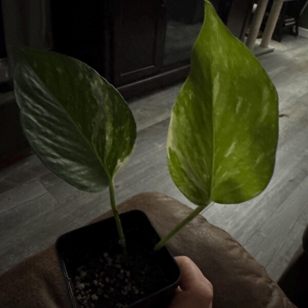 Epipremnum 'colorado Constellation' Rare Pothos - Etsy
