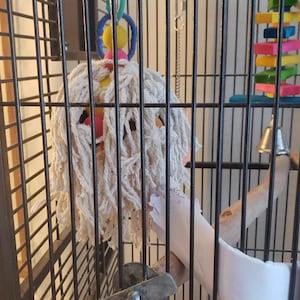 Macaw Ladder, Large Bird Toy - Etsy