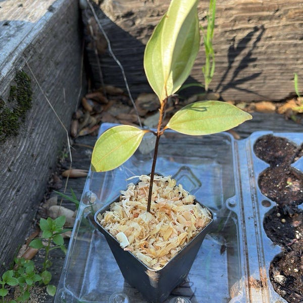1 Ceylon Cinnamon Tree Seedling (4-5 in Tall and Larger) - Organic ...