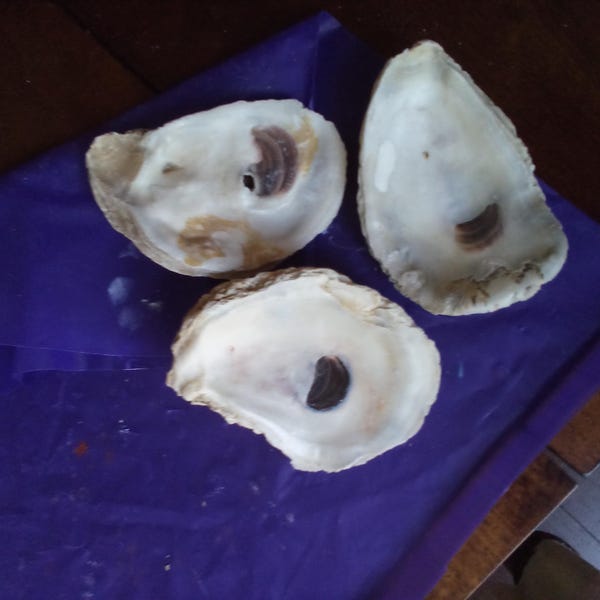 Set of 30 Baby Oyster Shells (.5 - 1.5)| Crafting Ready | Nautical ...