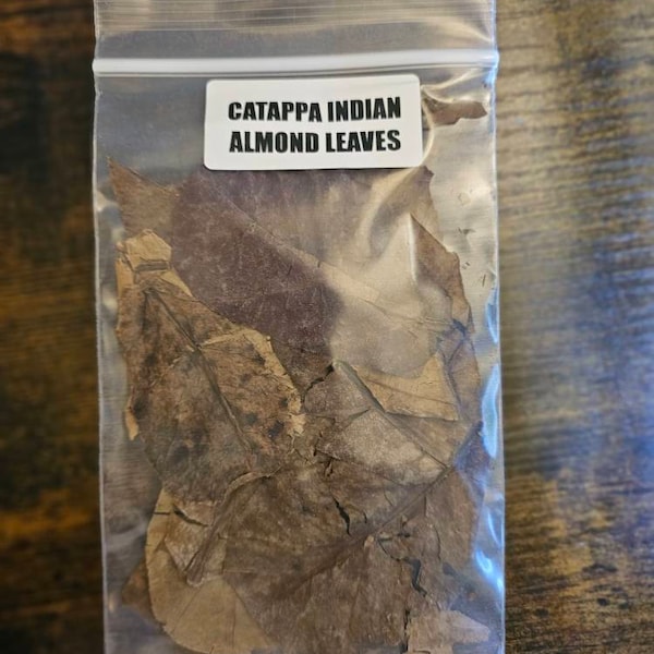 3-4 Inch Catappa Indian Almond Leaves | Hermit Crab Food - Etsy