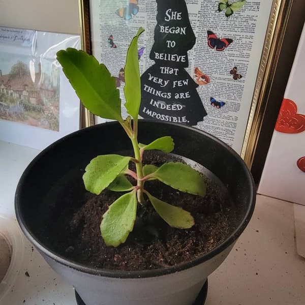 Miracle Leaf, Leaf of Life, Plant (organic) - Etsy