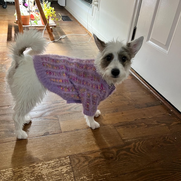 Little Bear Dog Sweater,soft Beige Dog Sweater,cat Sweater, Lightweight ...