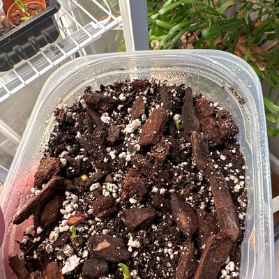 Aloe Striata 10 Seeds 'ghost Aloe' Succulent Uncommon - Etsy