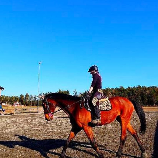 Equestrian Horse Riding Set With Horse Design Full Matchy Matchy Can't ...