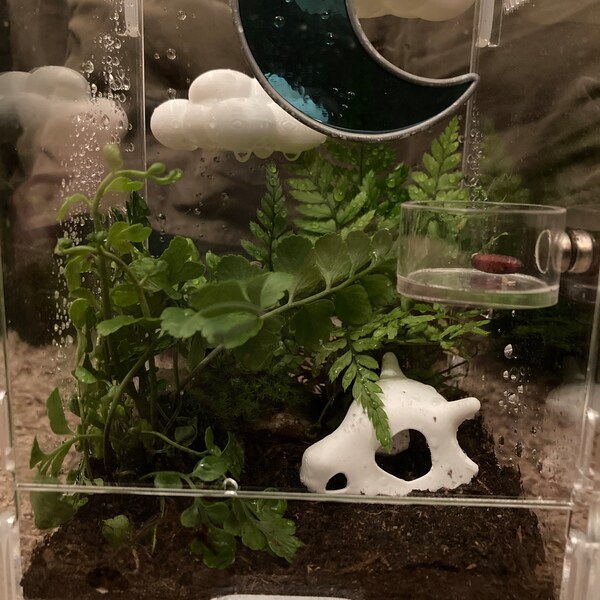 Jumping Spider or Tarantula Cubone Skull Decoration - Etsy