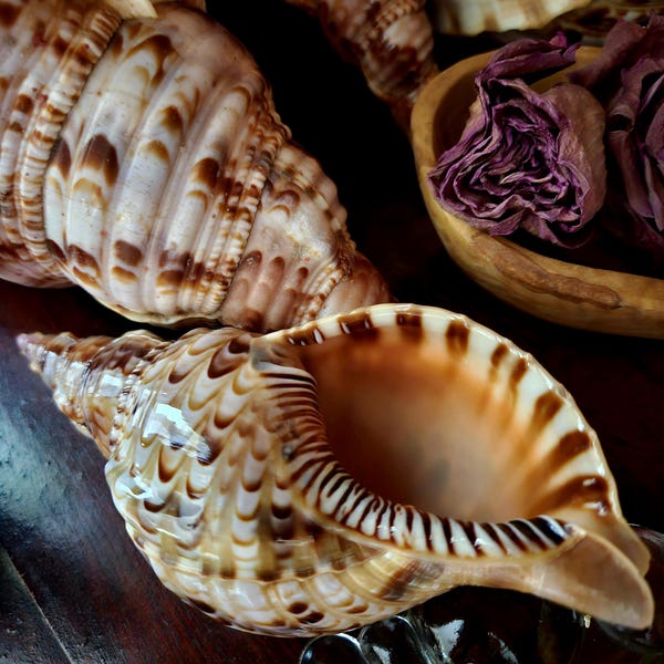 Large Specimen Grade 63.1mm CONUS Regius Royal, Crown Cone SEASHELL JB ...