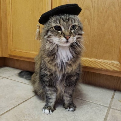 Marine Captain Mini Hat Cat Captain Hat Original Design - Etsy