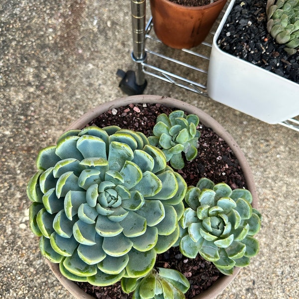 Echeveria 'raspberry Ice' Succulent Plant - Etsy