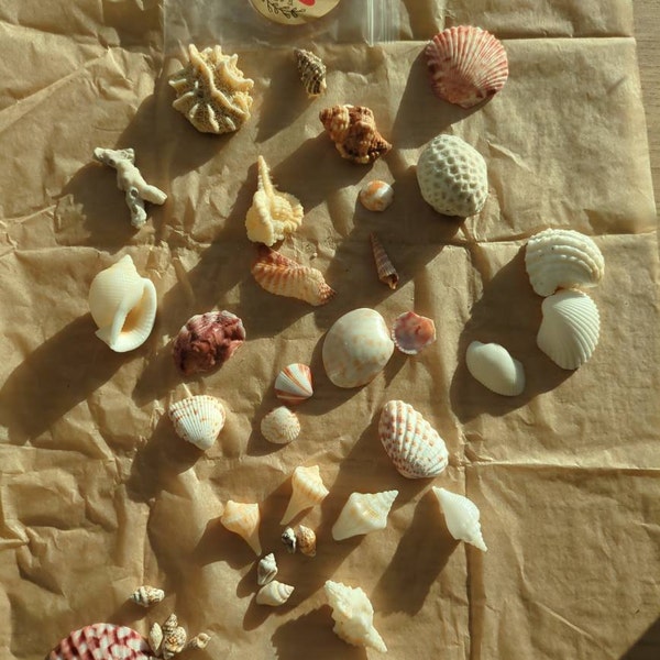 Framed Seashell Art Spiral Shell Pearl Coastal Decor Ocean Lover Gift ...