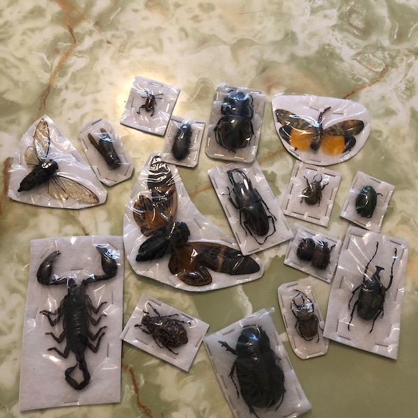 15 Real Assorted Beetles Bees Cicada Scorpion Butterfly Preserved ...