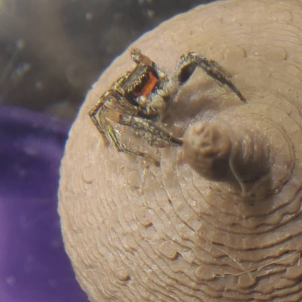 3D Printed Magnetic Acorn Spider Hide- Upgraded Sling Acorn Magnets! - Etsy