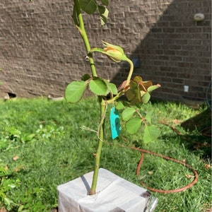 Rare New Rose. Red Juicy Terrazza. 红果汁flower Machine. Continue Blooming ...