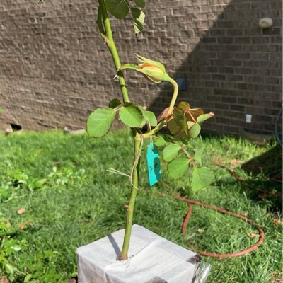 Rare New Rose. Red Juicy Terrazza. 红果汁flower Machine. Continue Blooming ...