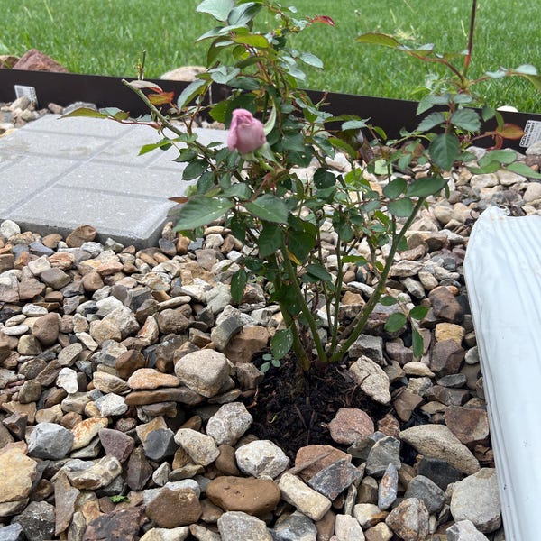 English Garden Shrub Rose Auswill | Austir | Tall Shrub | Pink Apricot ...